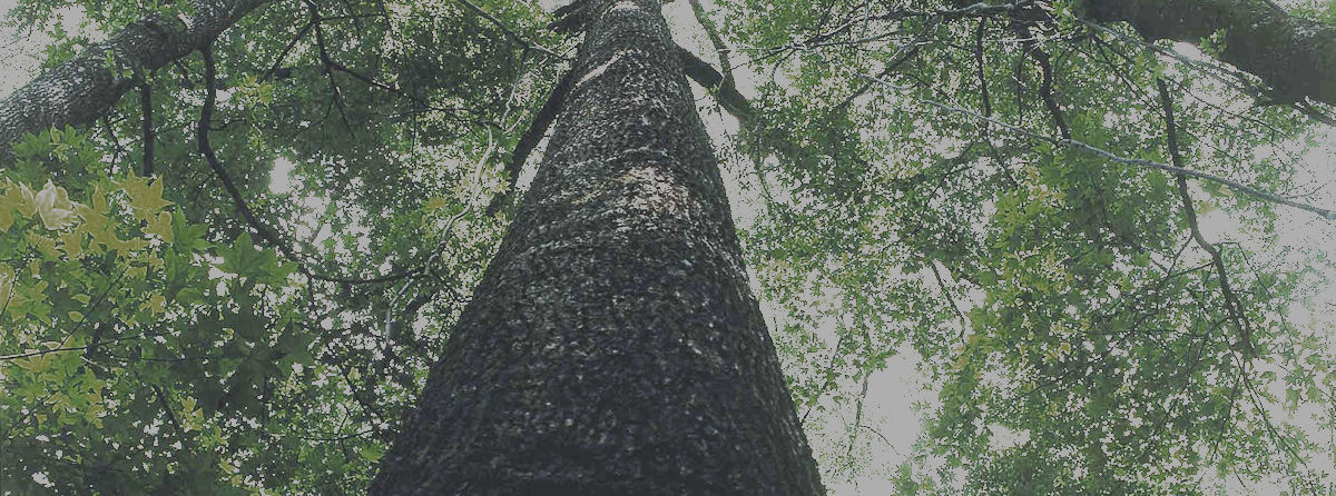 Our Process | Linden Lumber